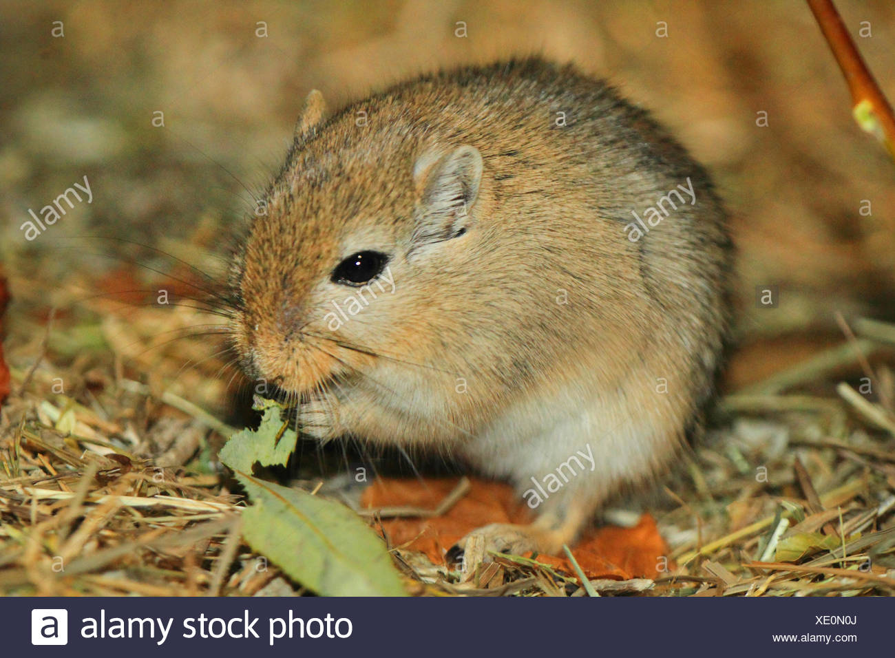 Mongolian Gerbil Stock Photos & Mongolian Gerbil Stock Images - Alamy