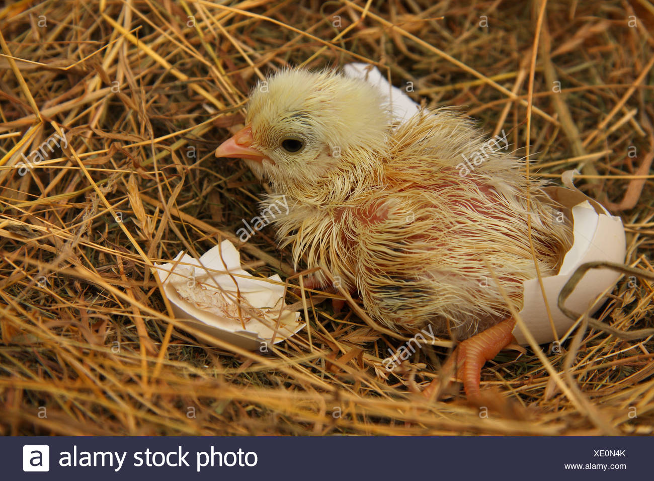 With Chick In Nest High Resolution Stock Photography and Images - Alamy