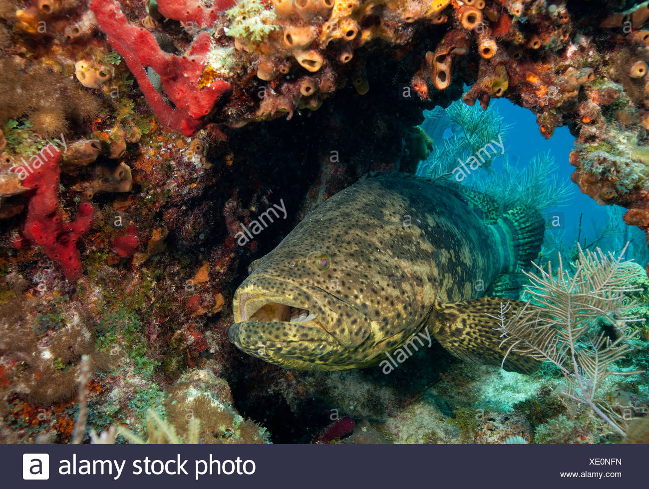 Reef Overhang High Resolution Stock Photography and Images - Alamy