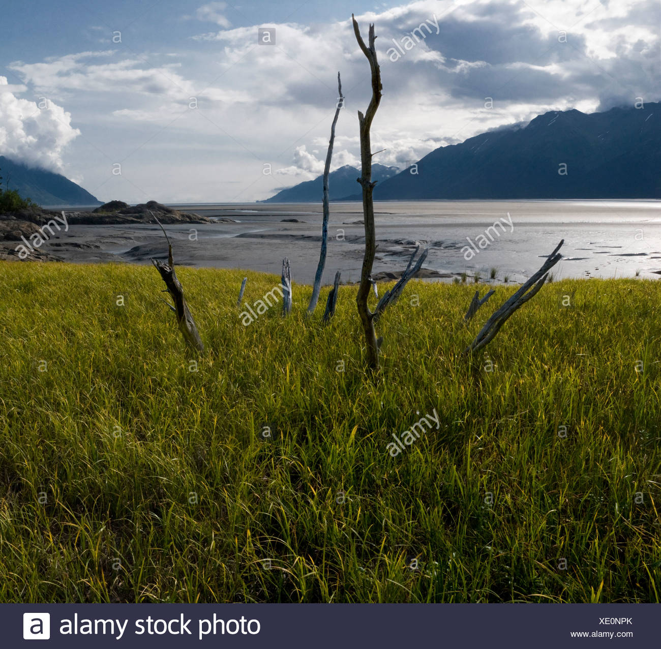 Sedge Grass Alaska High Resolution Stock Photography and Images - Alamy