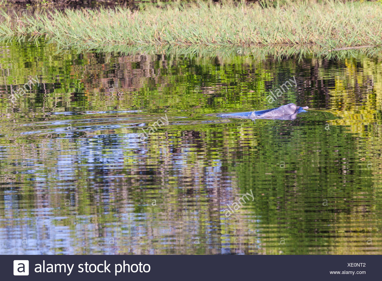 Amazon Pink Dolphin High Resolution Stock Photography and Images - Alamy