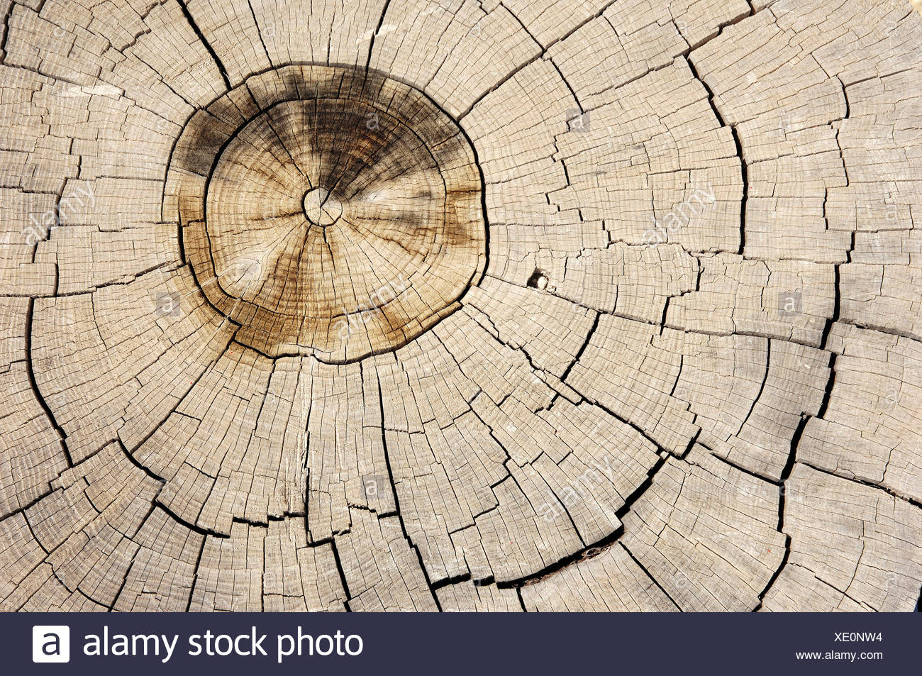 Cross Section Photos High Resolution Stock Photography and Images - Alamy