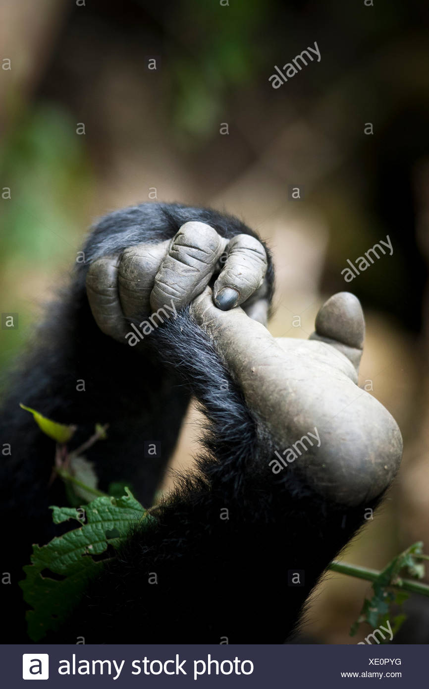 Gorilla Foot High Resolution Stock Photography and Images - Alamy
