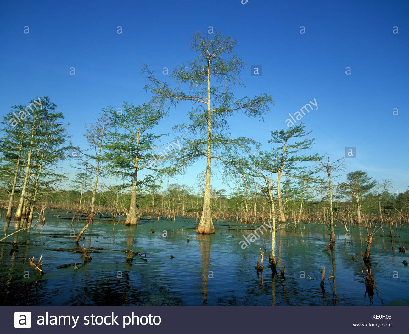 Swamp Cypress Grove High Resolution Stock Photography and Images - Alamy