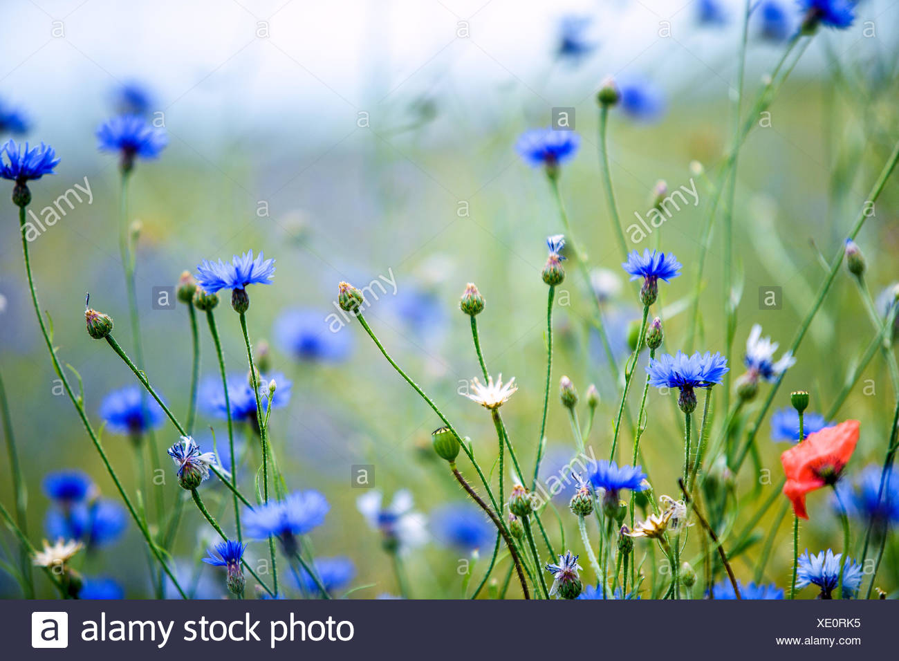 Cornflower Colours High Resolution Stock Photography and Images - Alamy