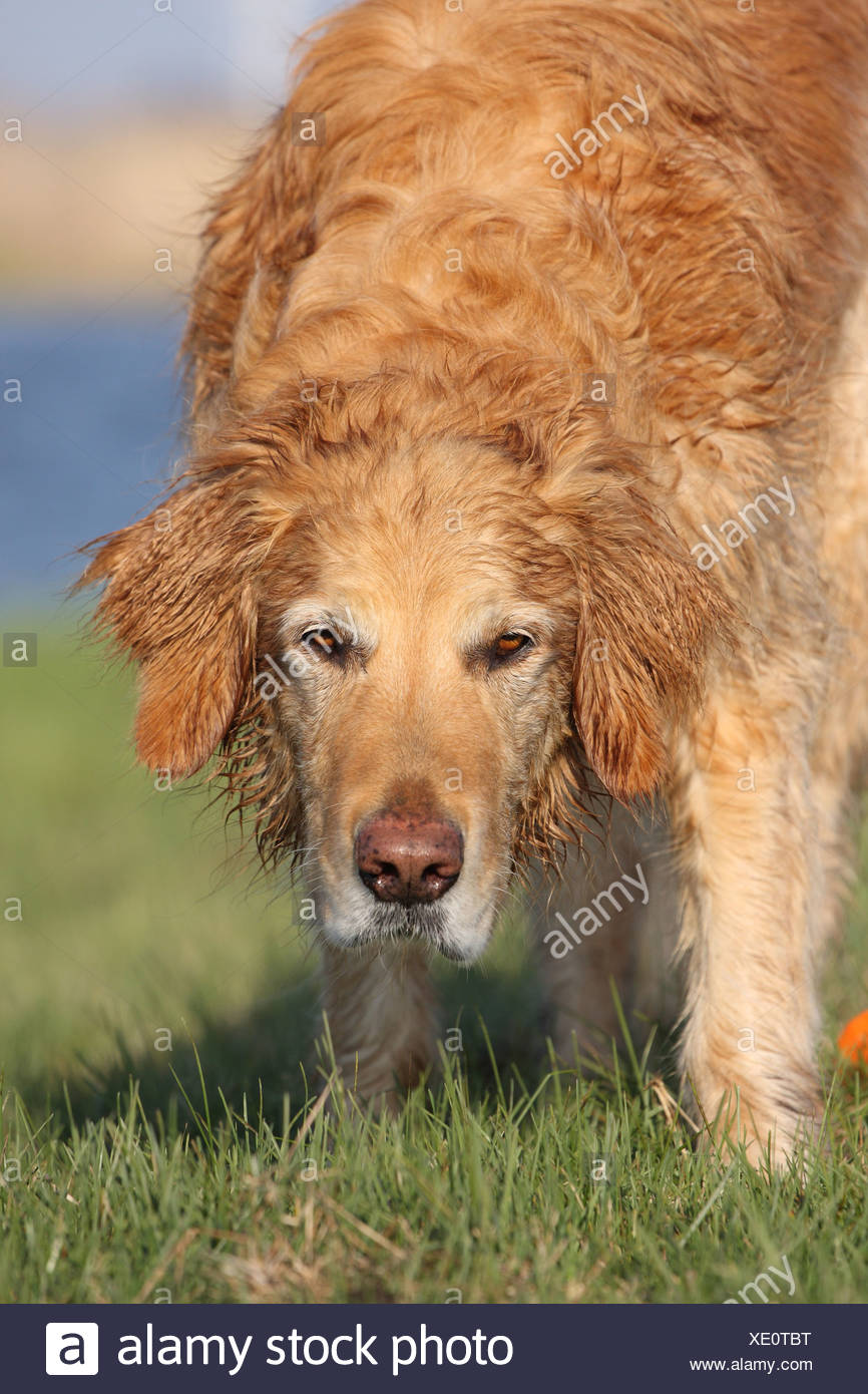 Male Golden Retriever Stock Photos & Male Golden Retriever Stock Images ...