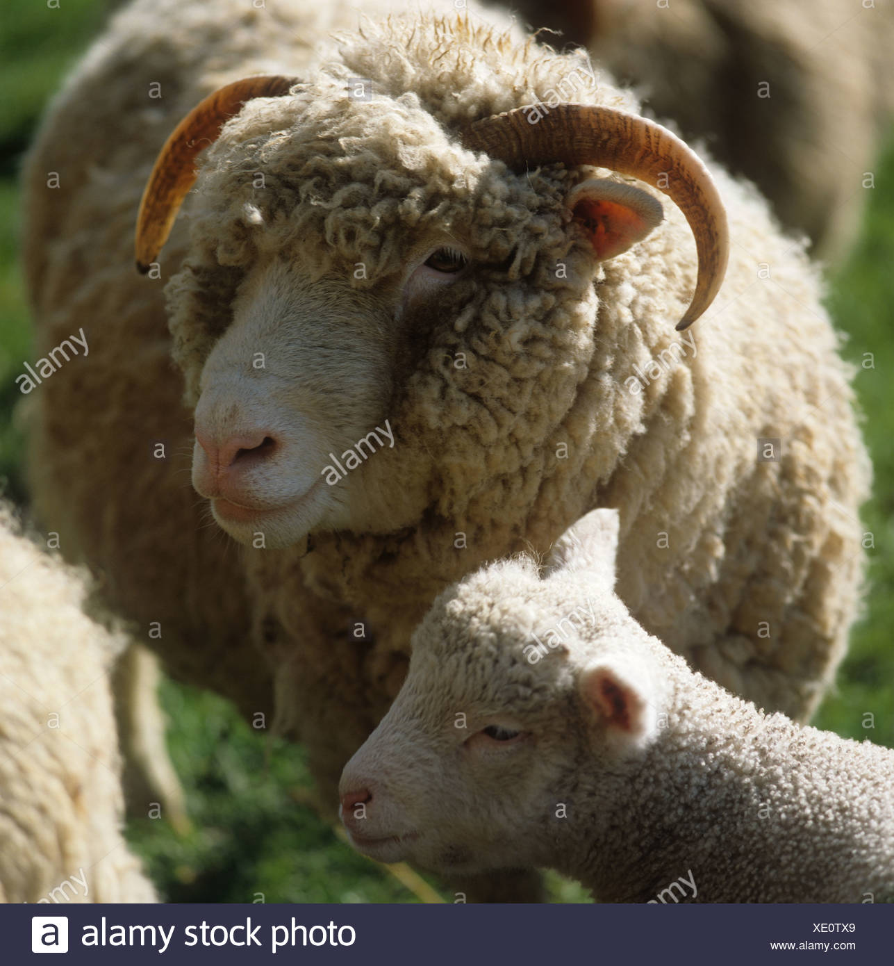 Dorset Sheep High Resolution Stock Photography and Images - Alamy