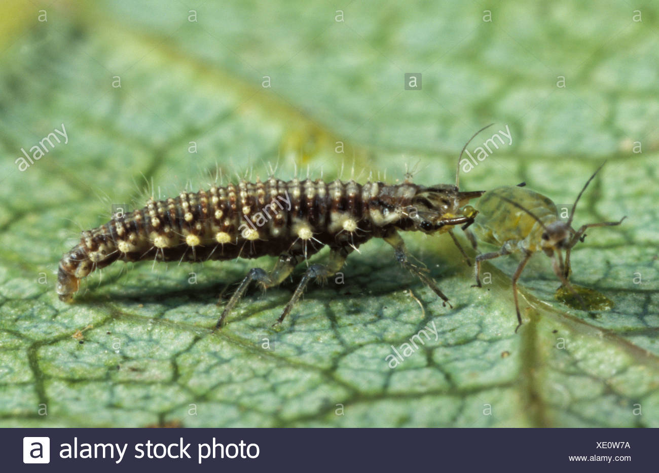Lacewing Larvae High Resolution Stock Photography and Images - Alamy