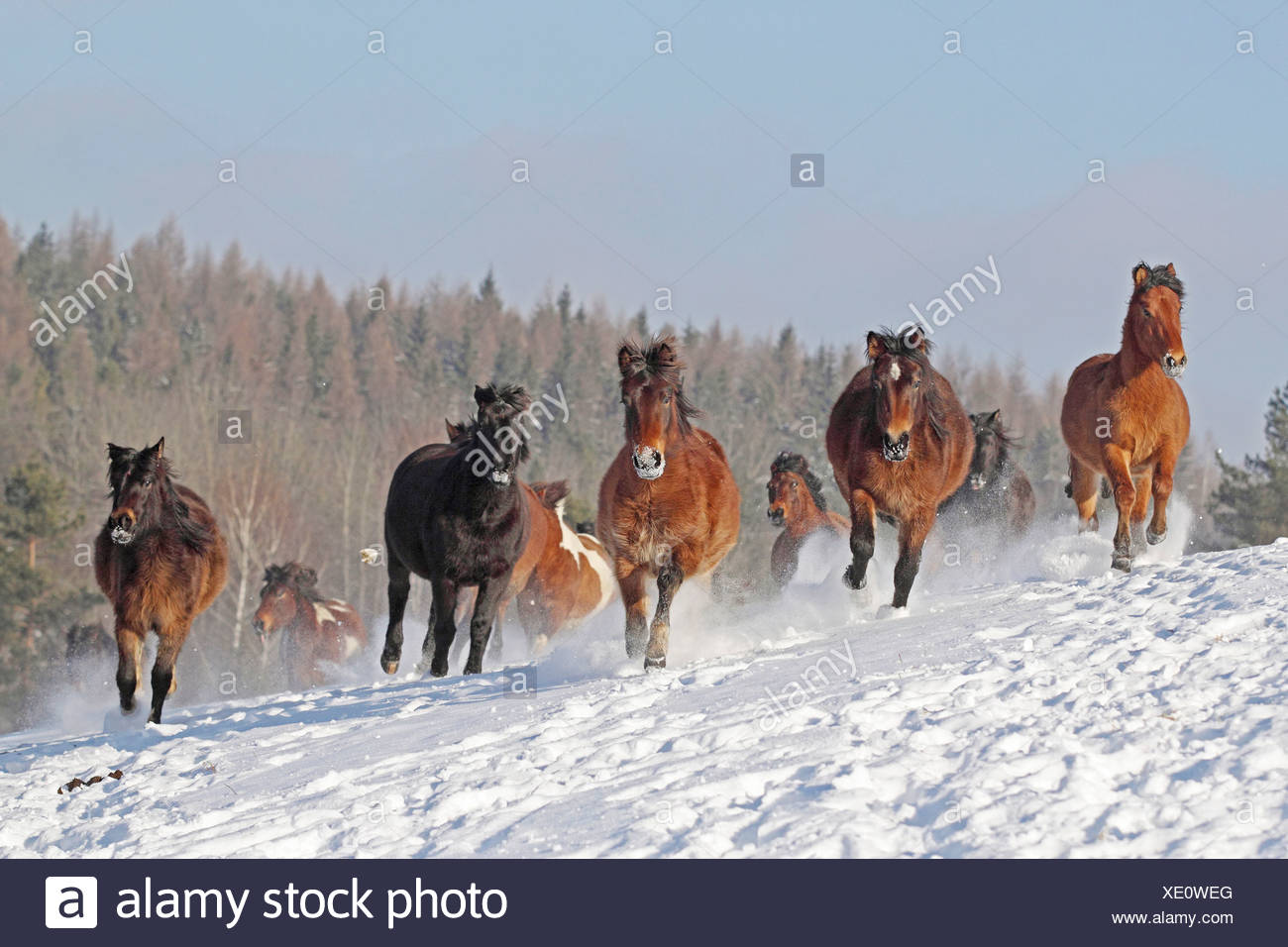 Hucul Ponies High Resolution Stock Photography and Images - Alamy