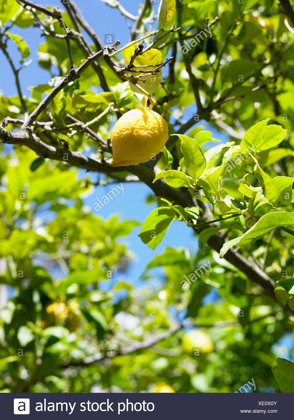 Growing Trees Africa High Resolution Stock Photography and Images - Alamy