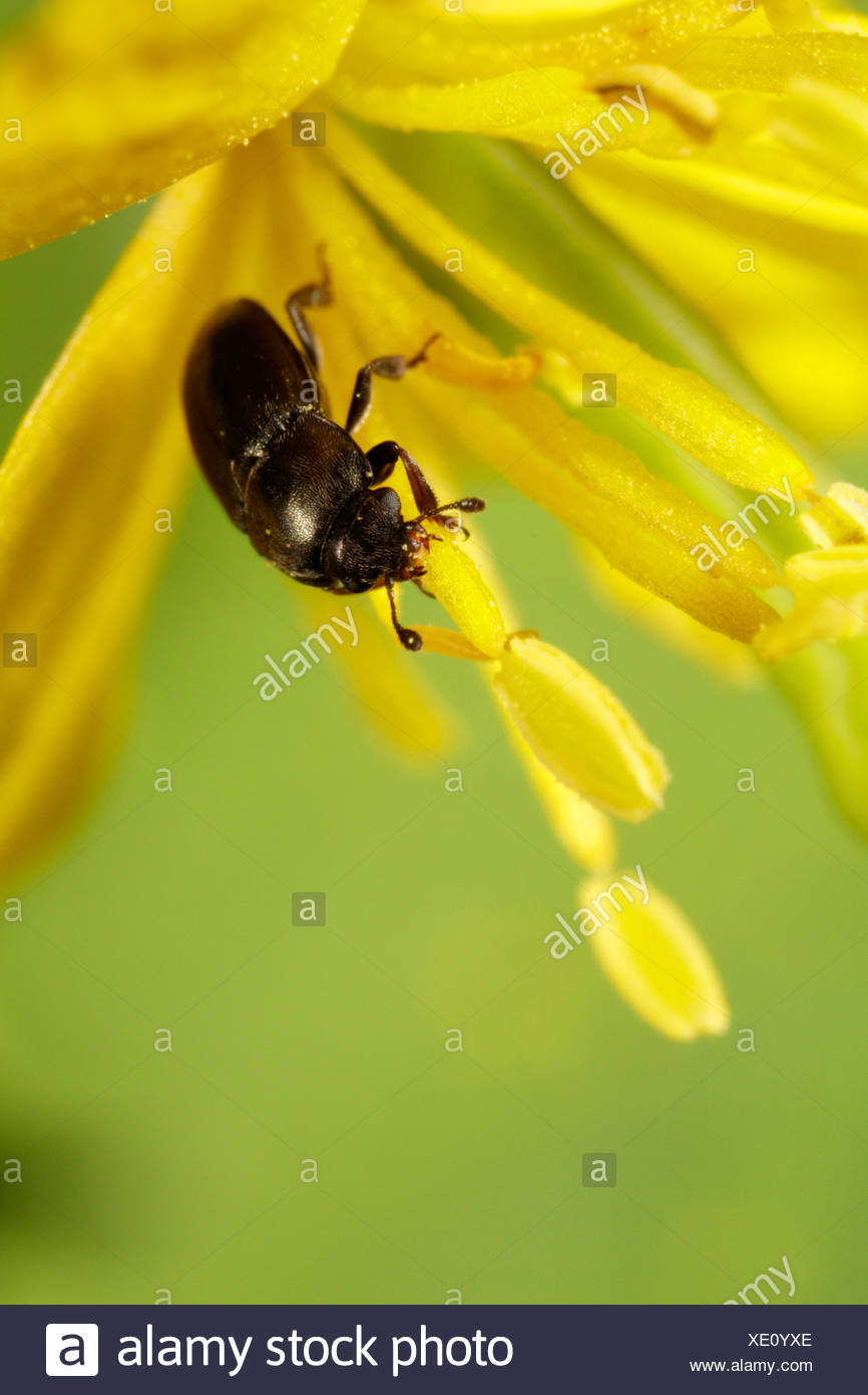 Pollination By Beetles High Resolution Stock Photography and Images - Alamy