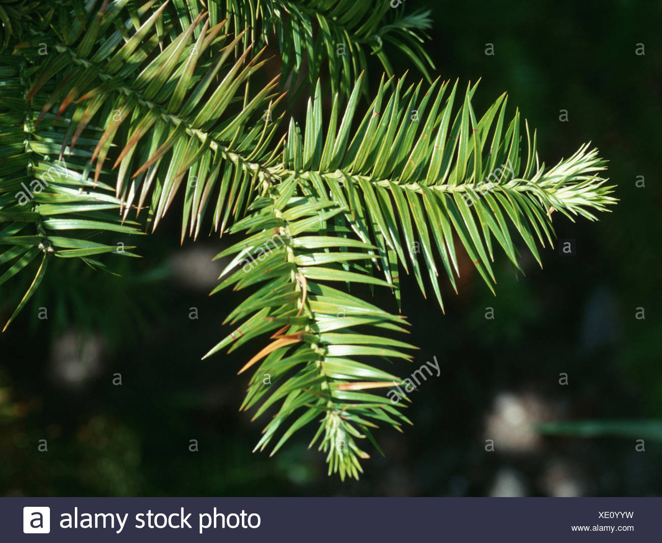 China Asia Branch High Resolution Stock Photography and Images - Alamy