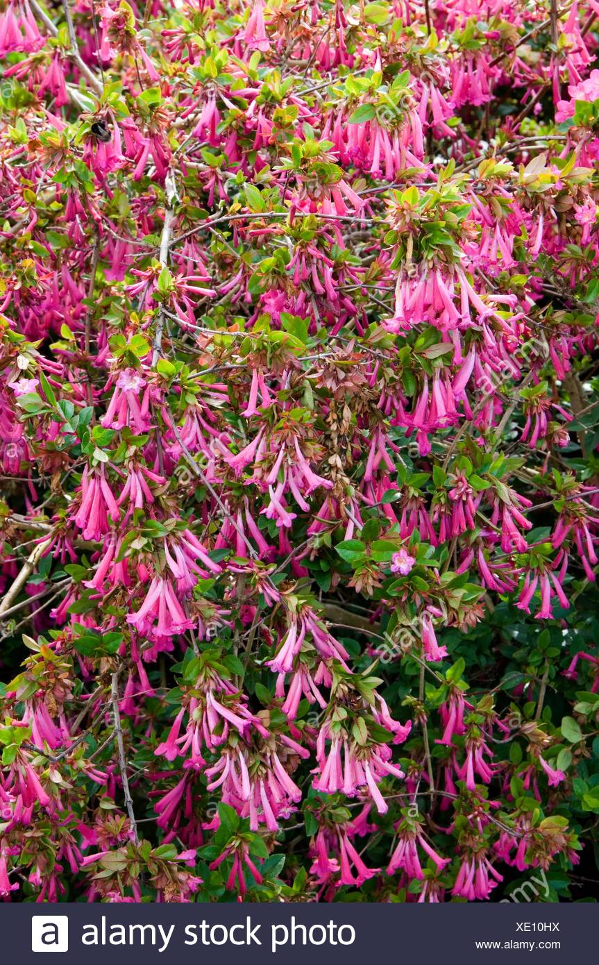 Abelia High Resolution Stock Photography and Images - Alamy