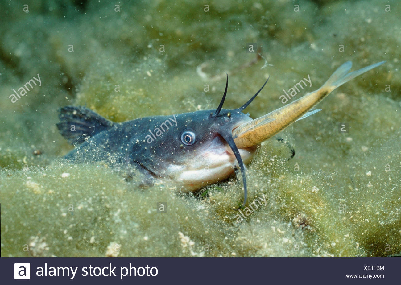 Horned Pout High Resolution Stock Photography and Images - Alamy