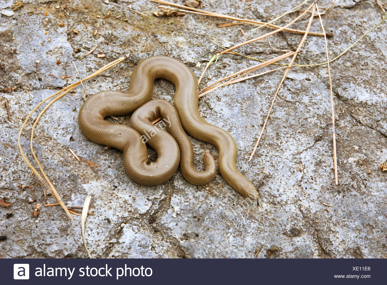 Canadian Snakes High Resolution Stock Photography and Images - Alamy