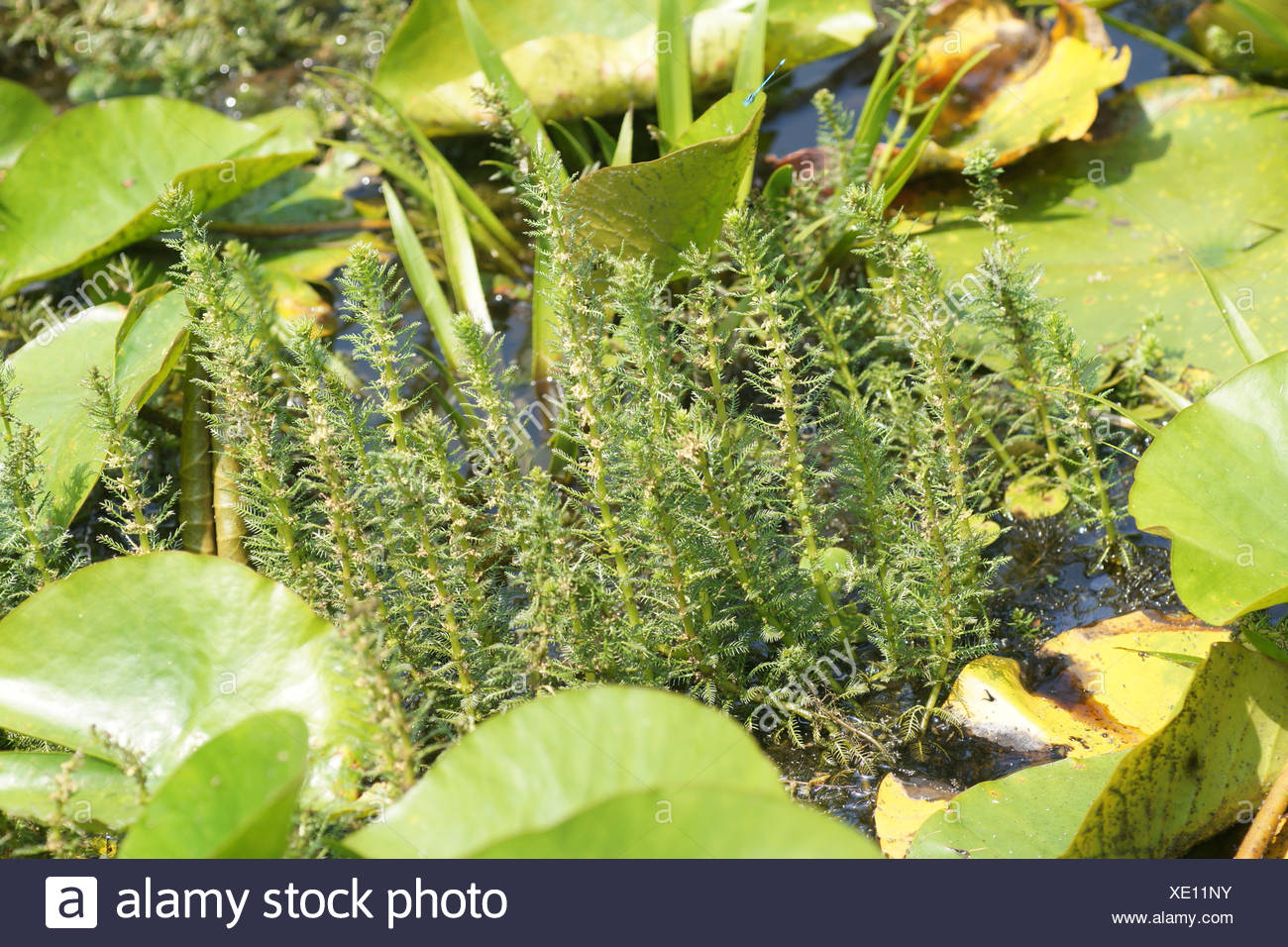 Hornwort High Resolution Stock Photography and Images - Alamy