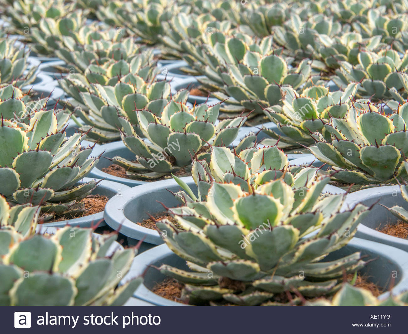 Variegated Agave Stock Photos & Variegated Agave Stock Images - Alamy