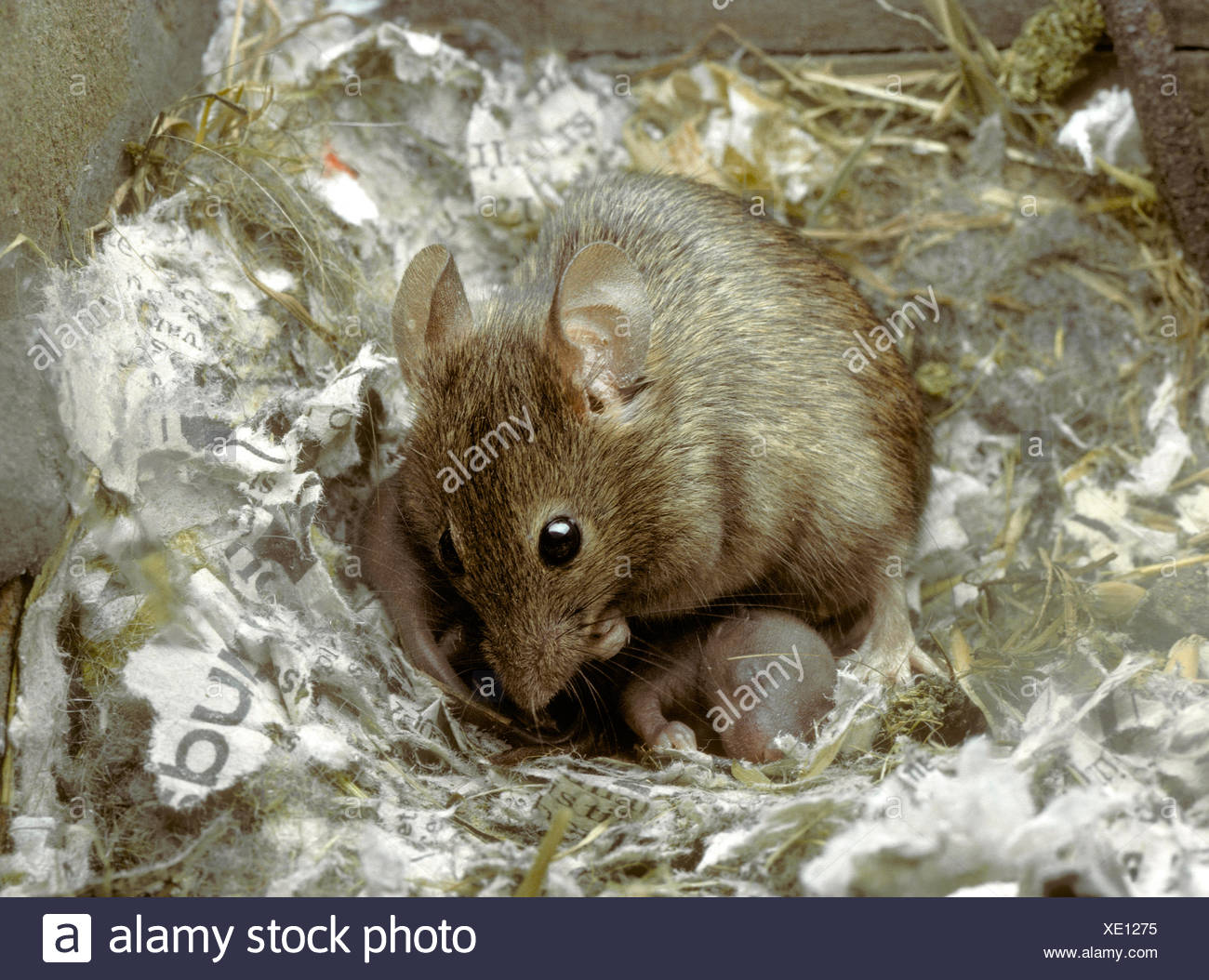 Young Mice High Resolution Stock Photography and Images - Alamy