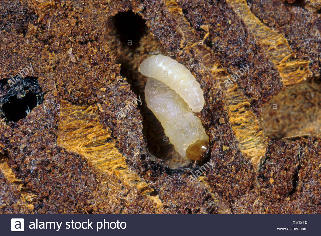 Larvae And Burrows In Wood High Resolution Stock Photography and Images ...