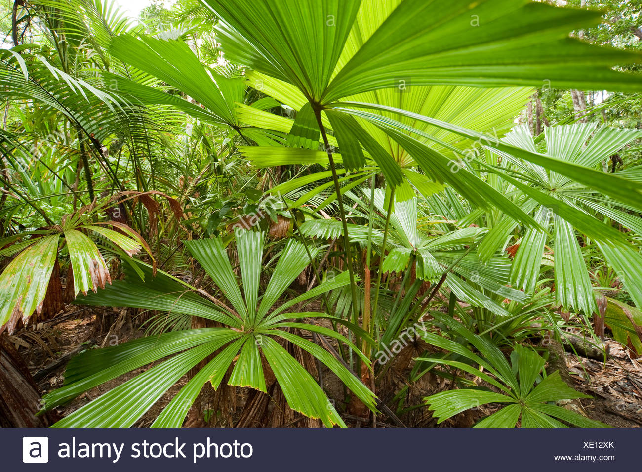 Australian Native Palm Trees High Resolution Stock Photography and ...