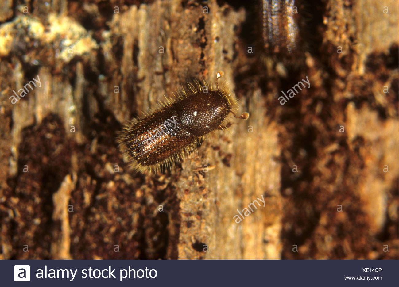 Timber Beetle Stock Photos & Timber Beetle Stock Images - Alamy
