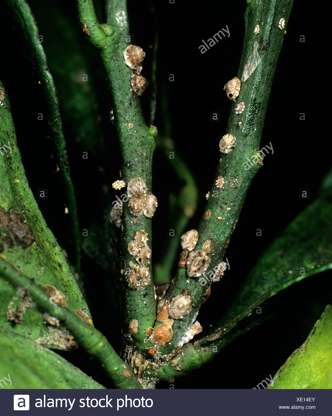 Chinese Insects High Resolution Stock Photography and Images - Alamy