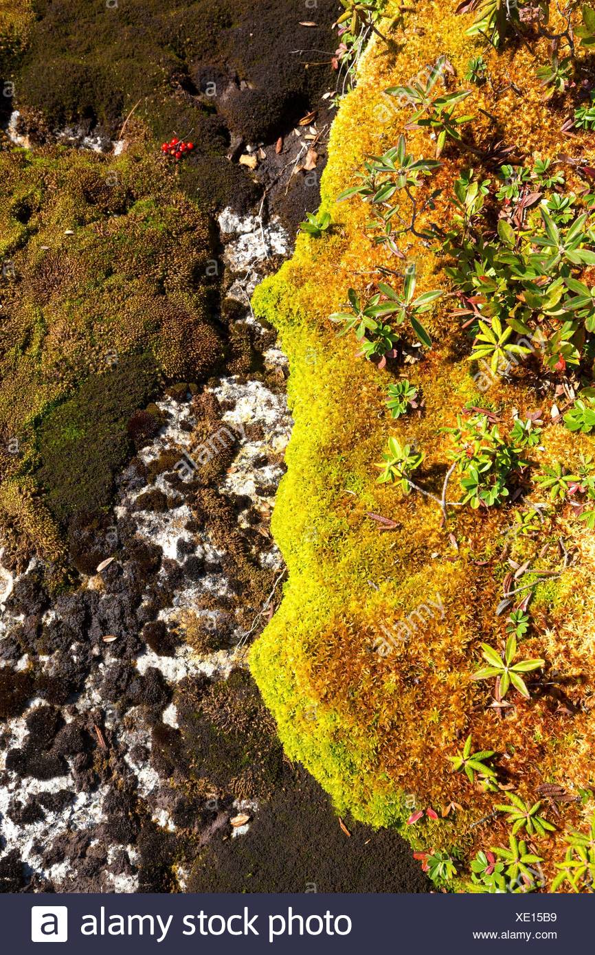 Arctic Moss And Tundra High Resolution Stock Photography and Images - Alamy