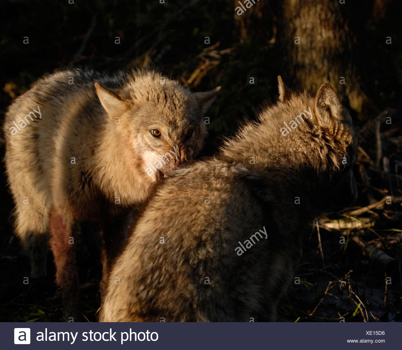 Rangorde High Resolution Stock Photography and Images - Alamy