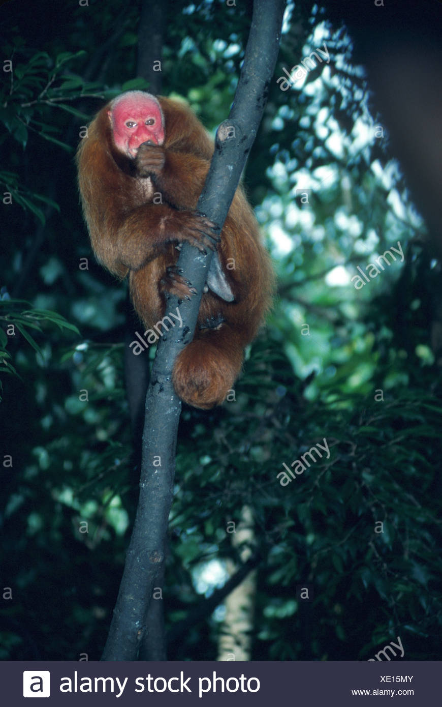 Red Uakari Cacajao Rubicundus High Resolution Stock Photography and ...