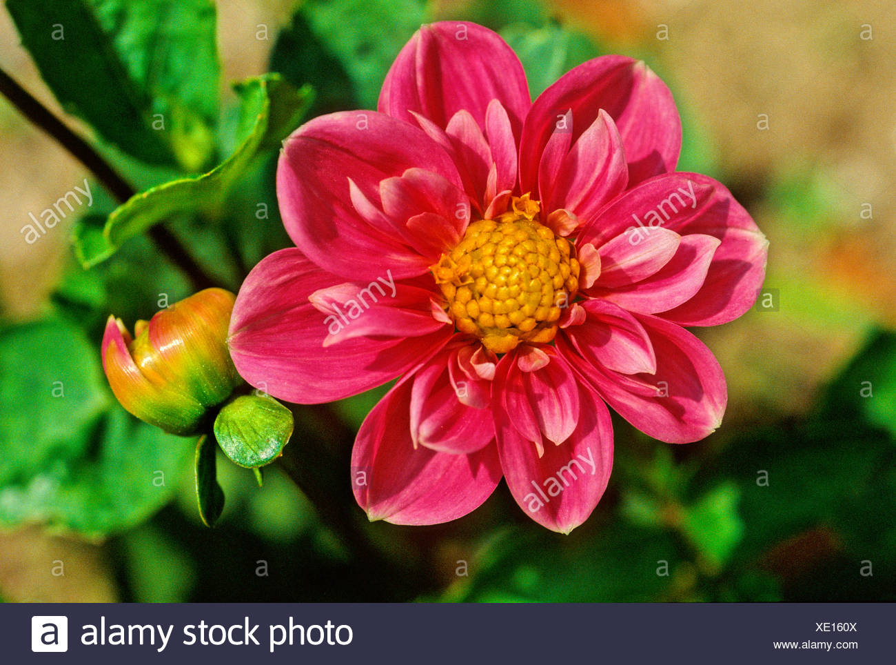 Dahlia Hybrida High Resolution Stock Photography and Images - Alamy