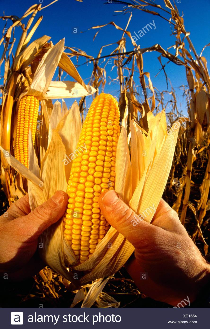 Grain Husk Stock Photos & Grain Husk Stock Images - Alamy
