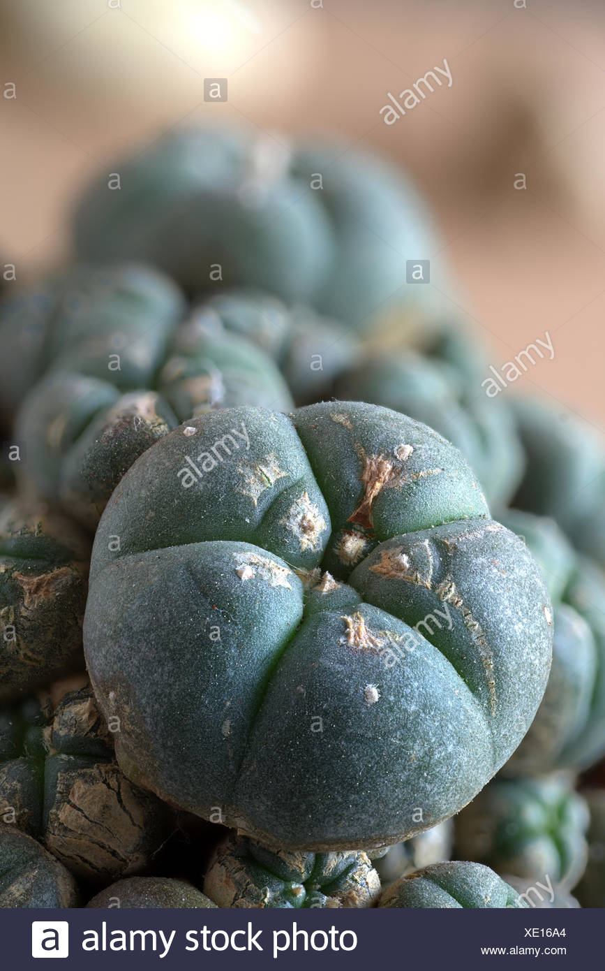 Peyote Button High Resolution Stock Photography and Images - Alamy
