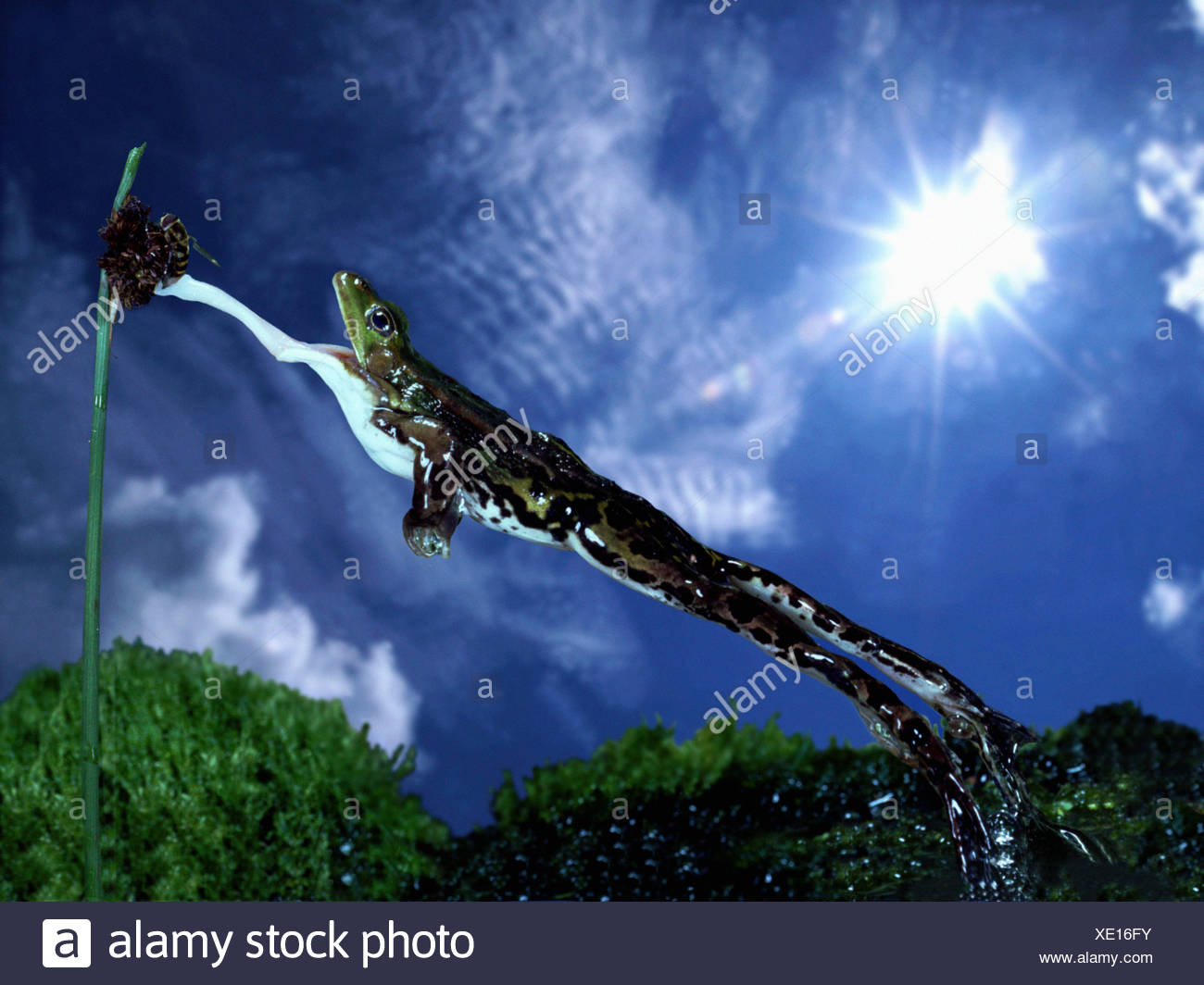 Frog Catching Insect Stock Photos & Frog Catching Insect Stock Images ...