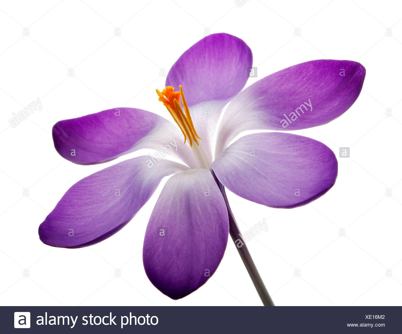 Flower Stamens High Resolution Stock Photography and Images - Alamy