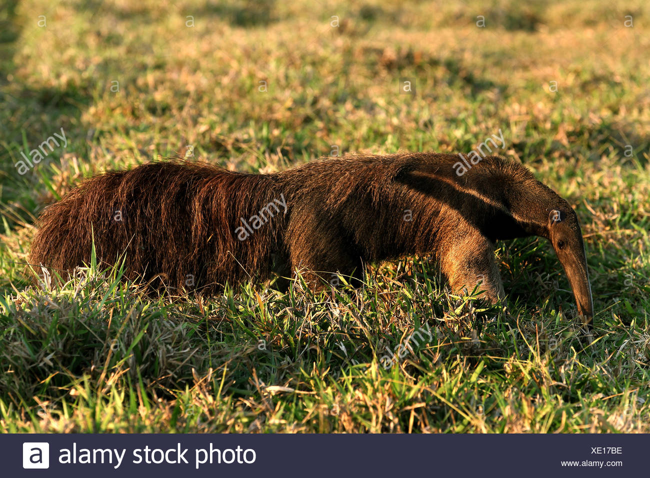 Ant Eaters High Resolution Stock Photography and Images - Alamy