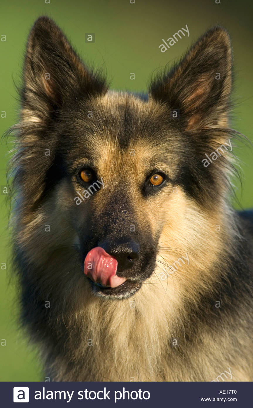 Alsatian Dog German Shepherd Stock Photos & Alsatian Dog German ...
