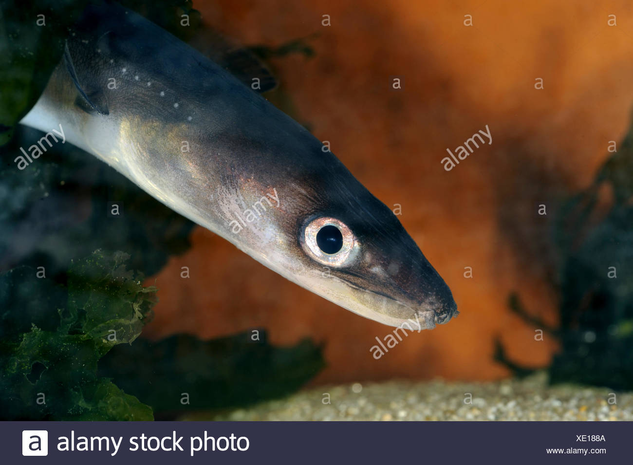 Conger Eel High Resolution Stock Photography and Images - Alamy