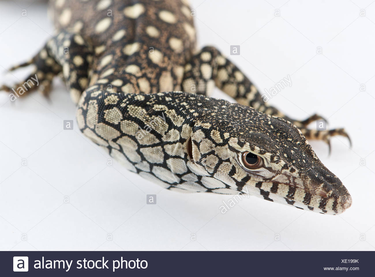Perentie Varanus Giganteus Stock Photos & Perentie Varanus Giganteus ...