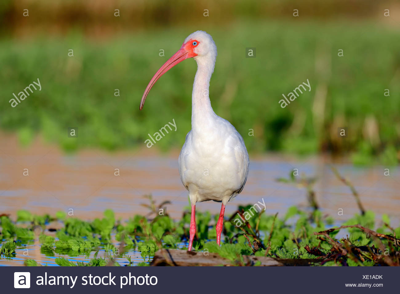 American White Ibis High Resolution Stock Photography and Images - Alamy