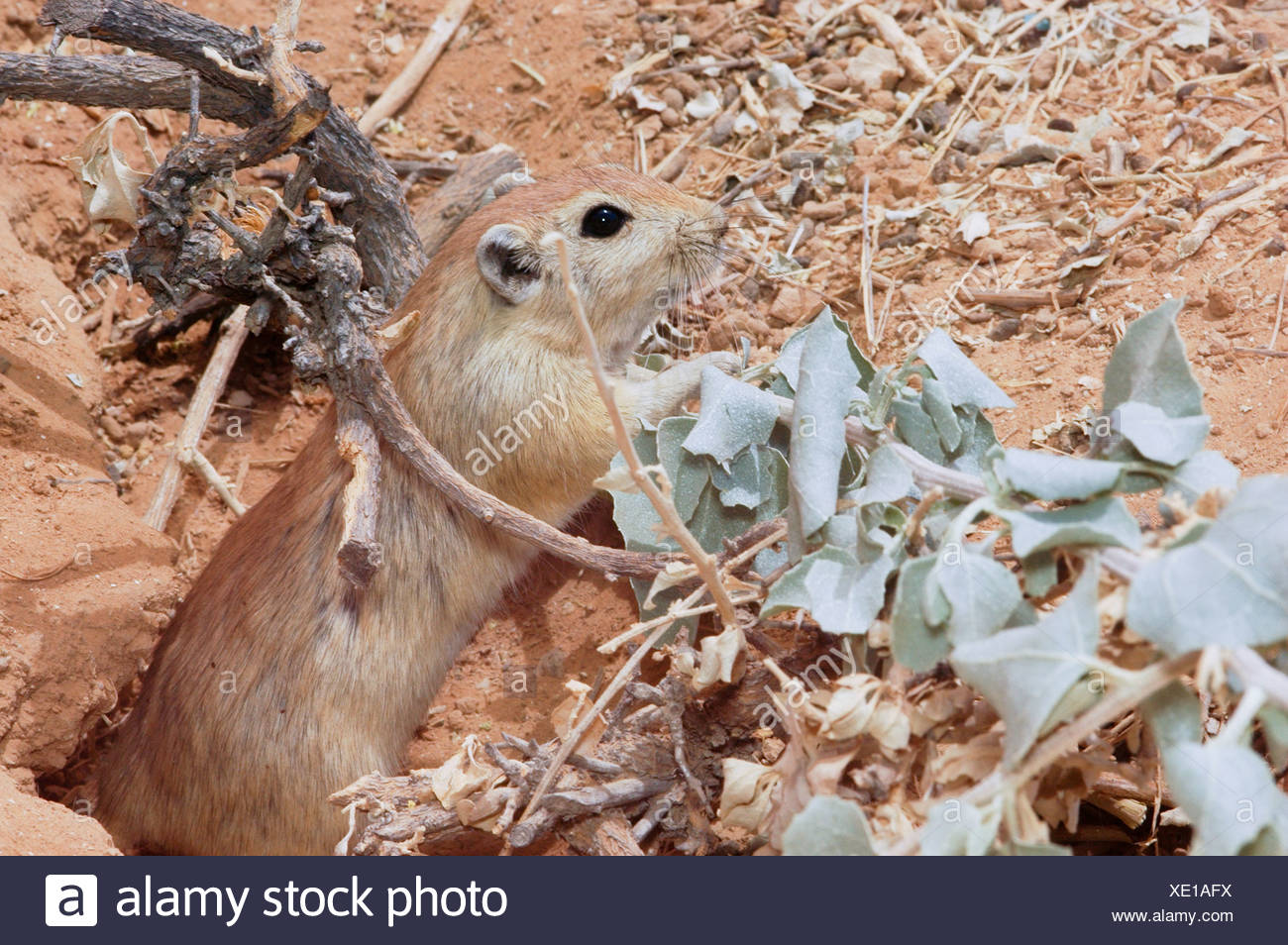 Spiny Mouse Stock Photos & Spiny Mouse Stock Images - Alamy