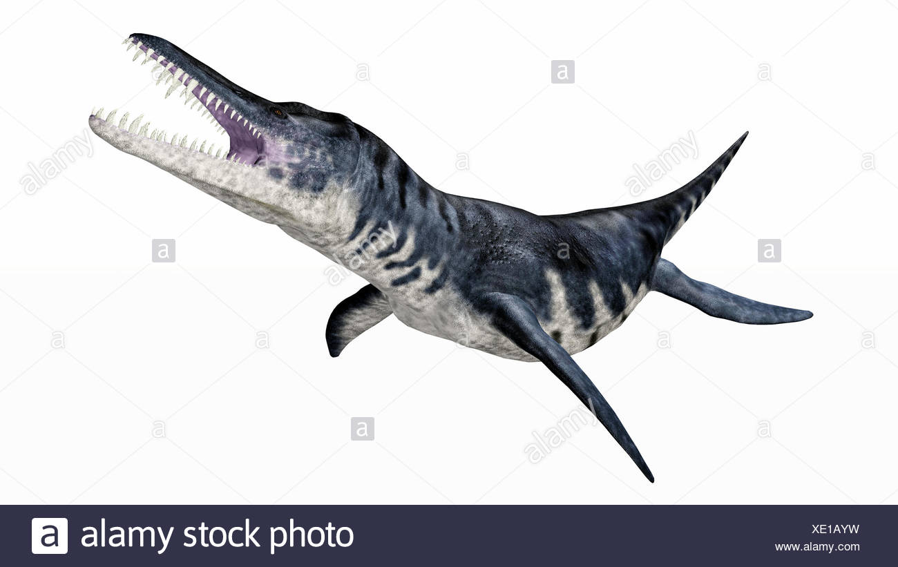 Liopleurodon High Resolution Stock Photography and Images - Alamy