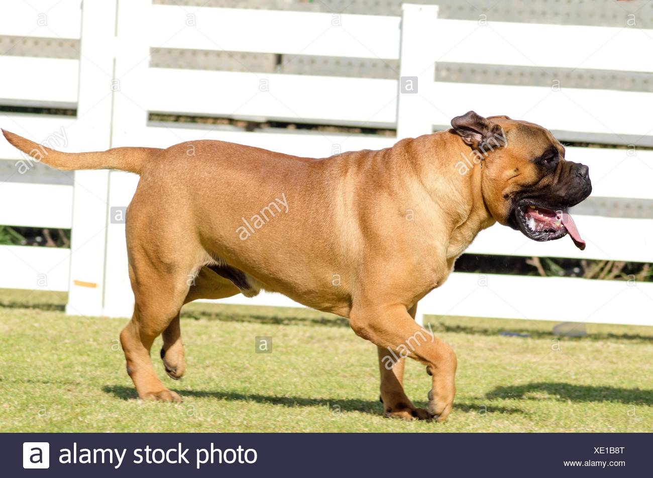 Bullmastiff Running High Resolution Stock Photography and Images - Alamy