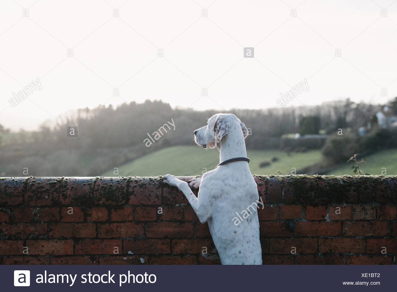 Dog Standing On Back Legs Stock Photos & Dog Standing On Back Legs ...