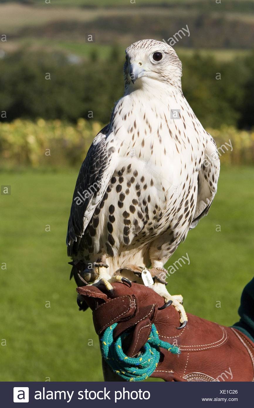 Human Animal Hybrid High Resolution Stock Photography and Images - Alamy