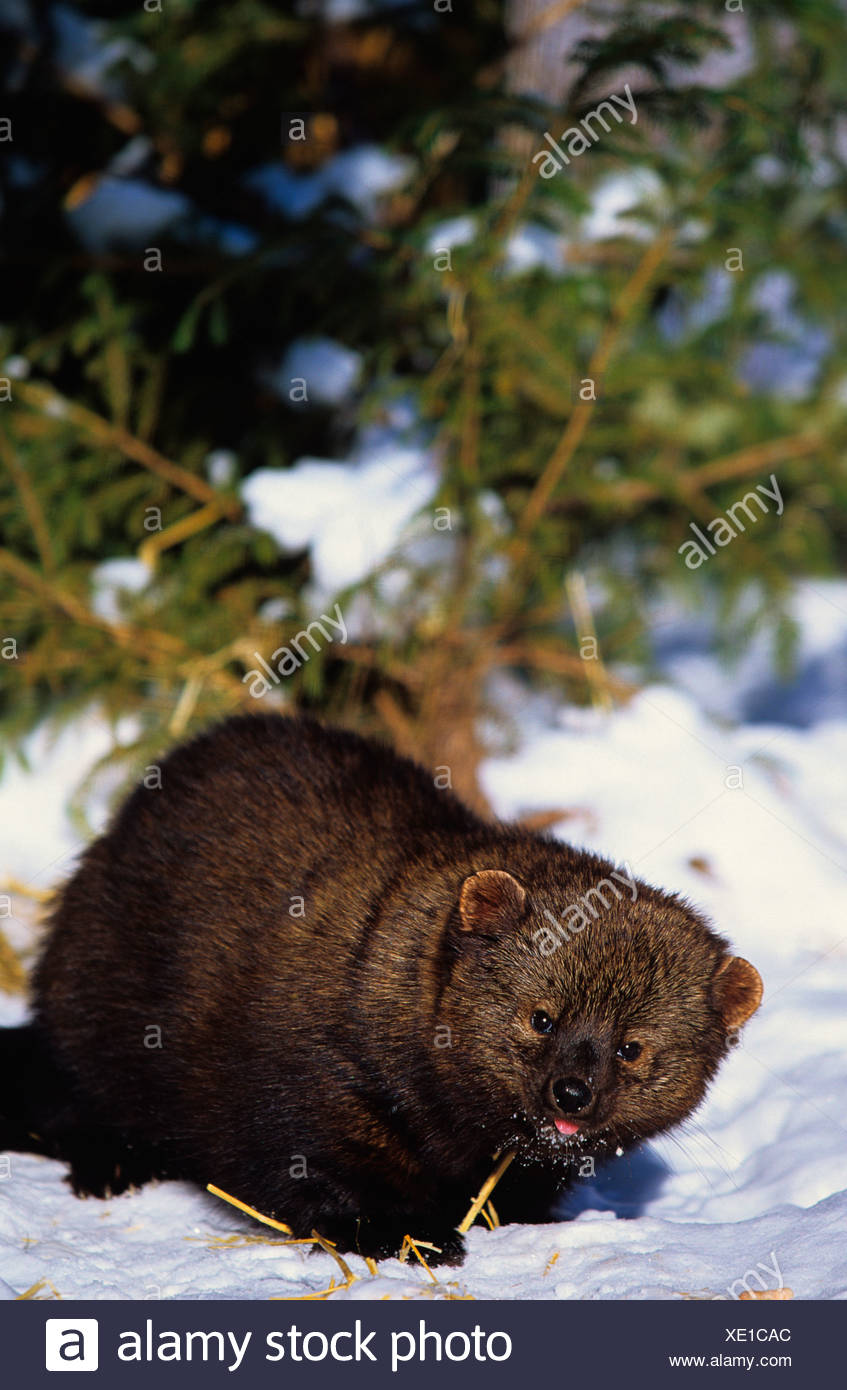 Fisher Marten High Resolution Stock Photography and Images - Alamy