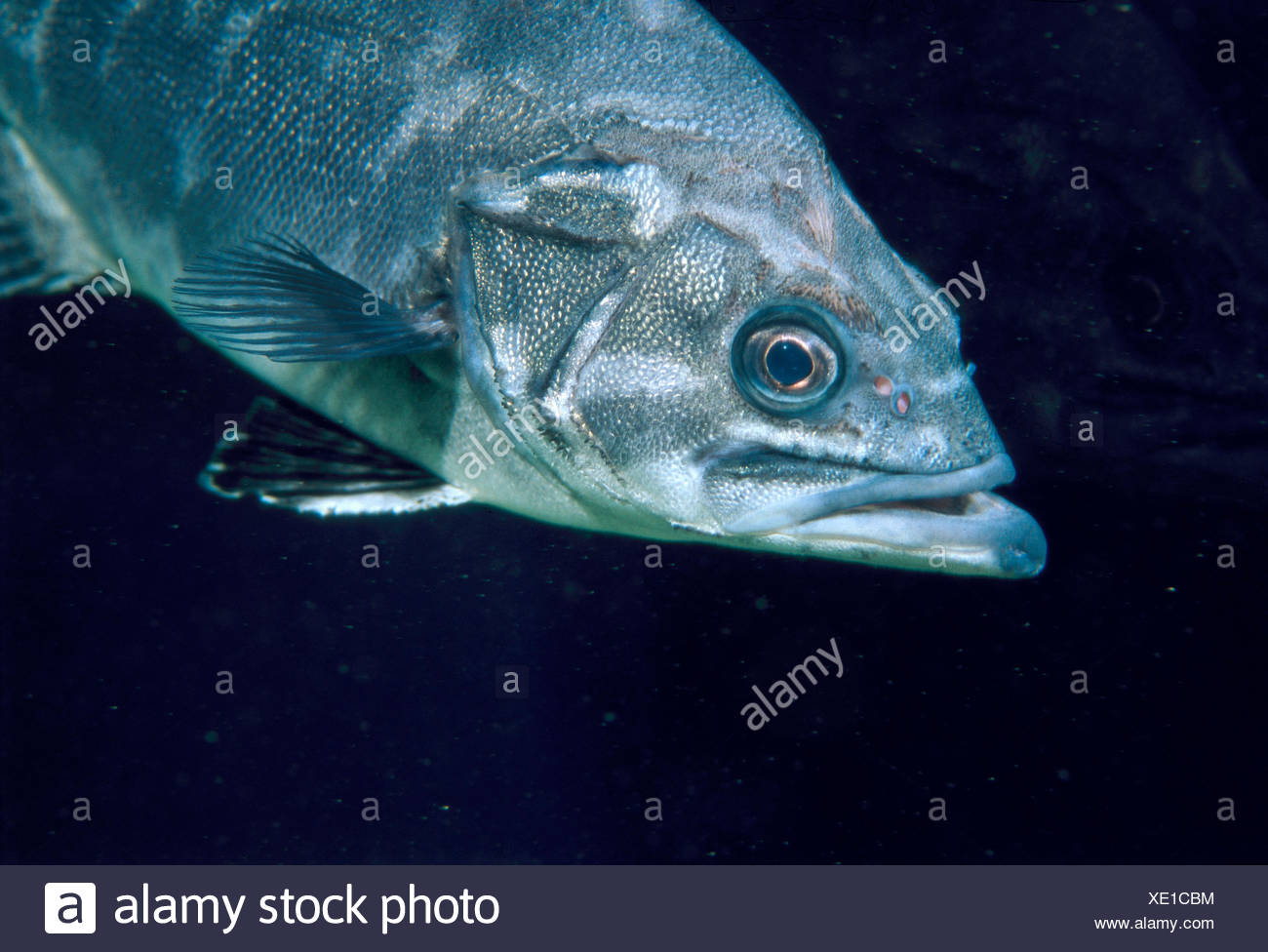 Wreckfish Stock Photos & Wreckfish Stock Images - Alamy