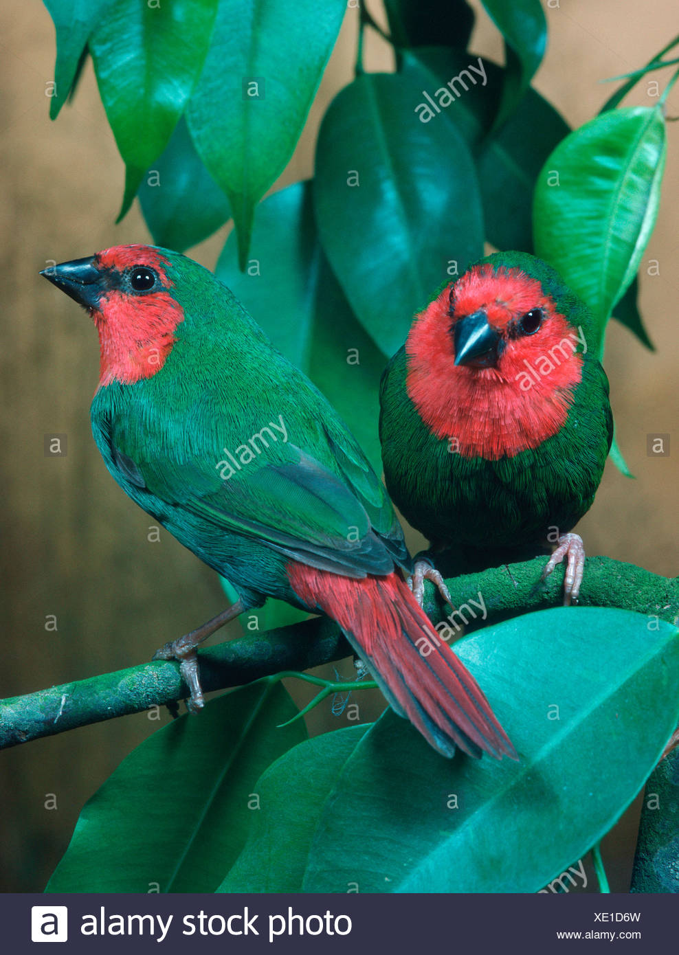 Parrot Finches High Resolution Stock Photography and Images - Alamy