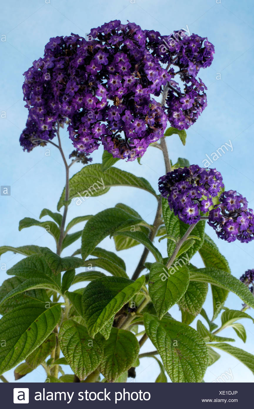 Heliotrope High Resolution Stock Photography and Images - Alamy