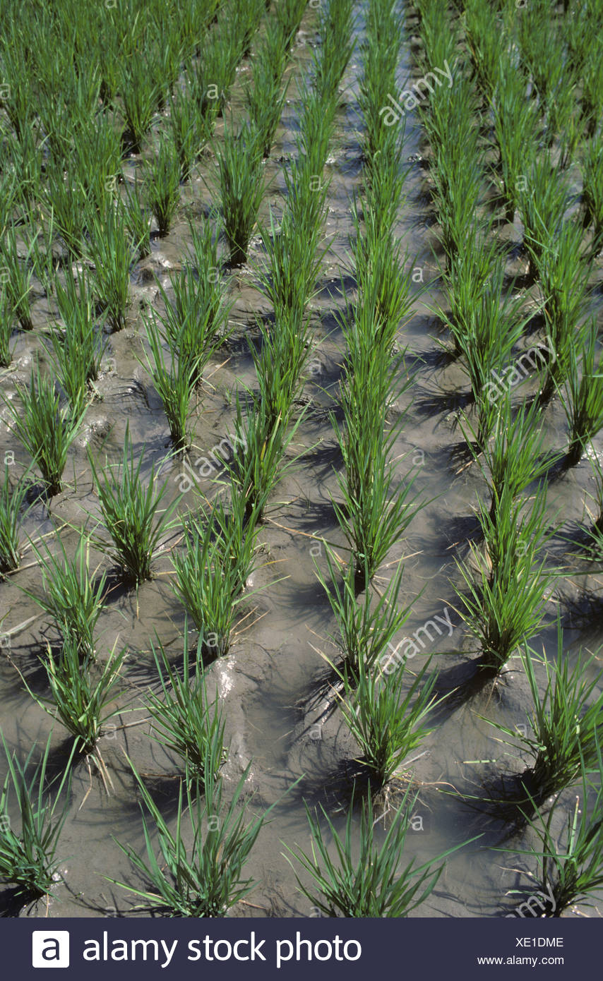 Paddy Rice High Resolution Stock Photography and Images - Alamy