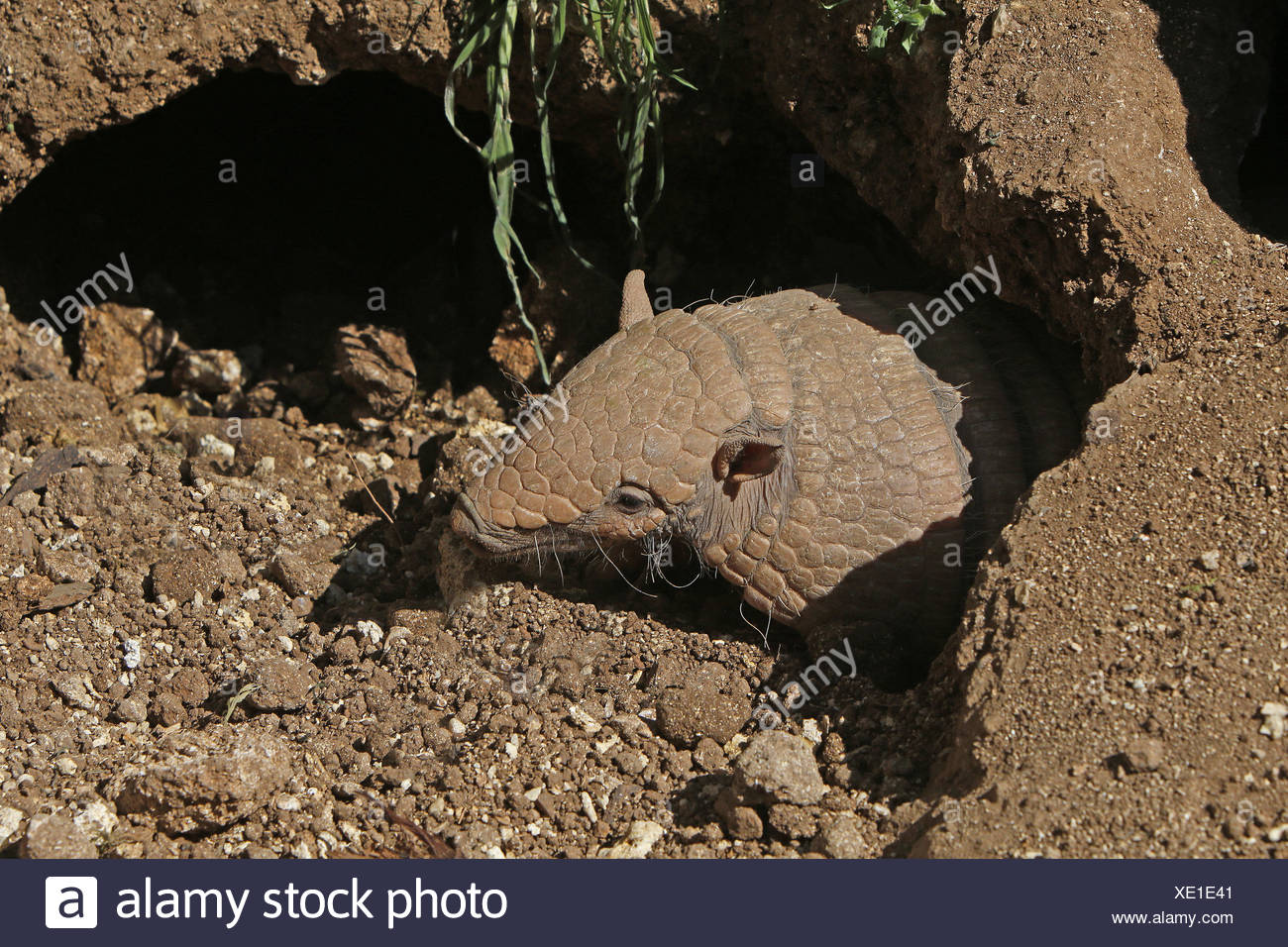 Armadillo Standing Stock Photos & Armadillo Standing Stock Images - Alamy